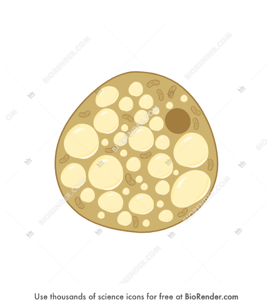 Free Adipocyte (brown) Icons, Symbols & Images | BioRender