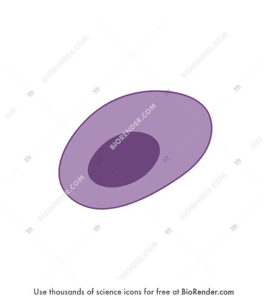 Free Chondroblast Icons, Symbols & Images | BioRender