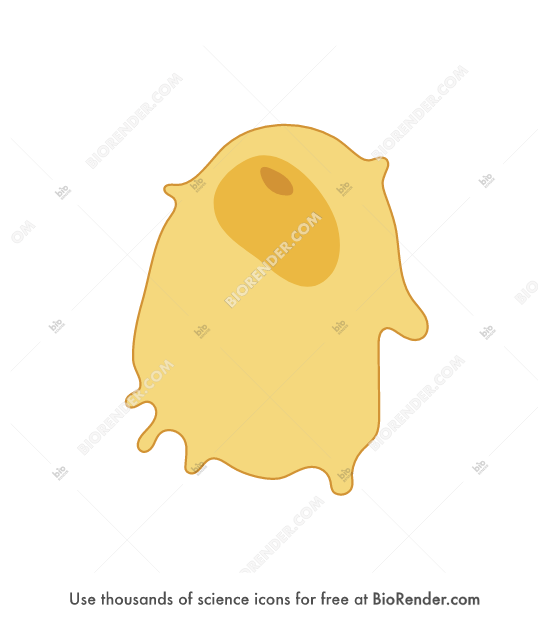 Free Osteoblast Icons, Symbols & Images | BioRender