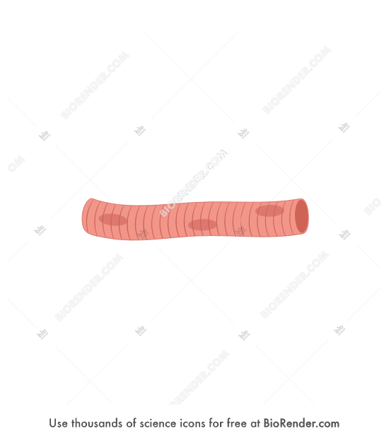 Free Skeletal muscle cell Icons, Symbols & Images | BioRender