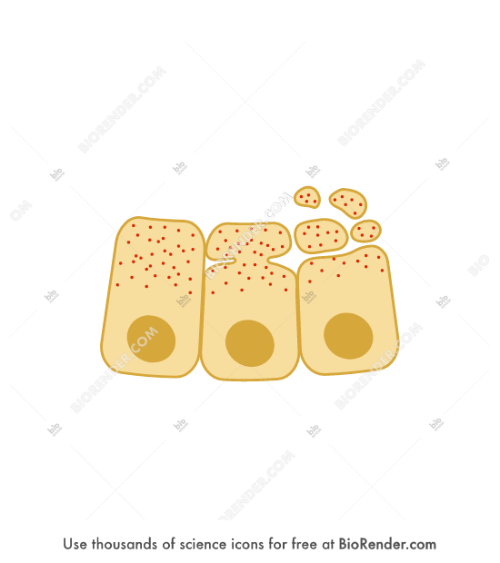 Free Exocrine cells (apocrine) Icons, Symbols & Images | BioRender