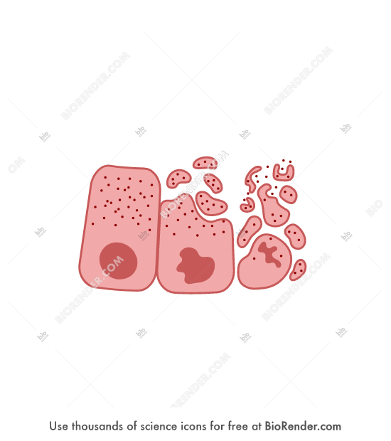 Free Exocrine cells (holocrine) Icons, Symbols & Images | BioRender