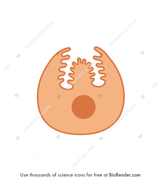 Free Parietal cell Icons, Symbols & Images | BioRender