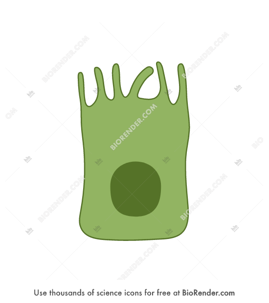 Free Cholangiocyte (small 1) Icons, Symbols & Images | BioRender
