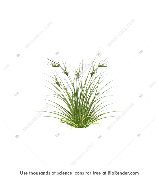 Free Kangaroo grass Icons, Symbols & Images | BioRender