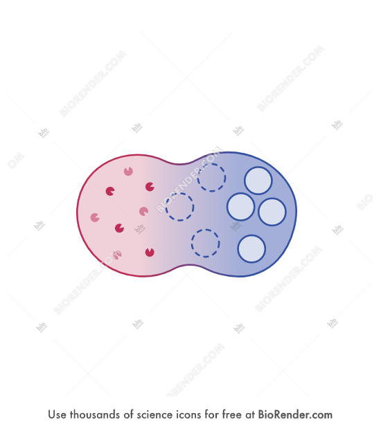 Free Endolysosome Icons, Symbols & Images | BioRender