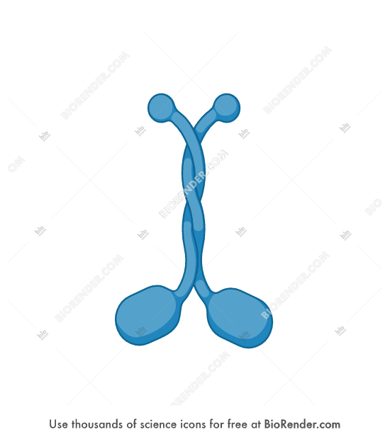 Free Kinesin Icons, Symbols & Images | BioRender