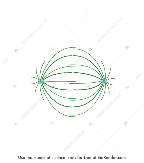 Free Spindle Apparatus, 1 Icons, Symbols & Images | BioRender