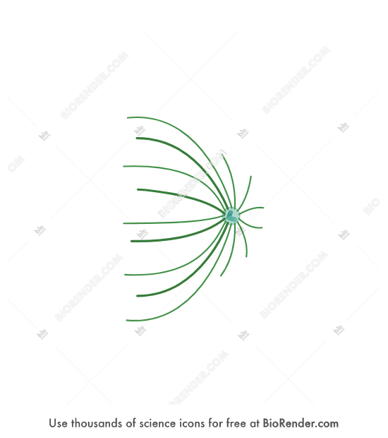 Free Spindle Apparatus, 2 Icons, Symbols & Images | BioRender