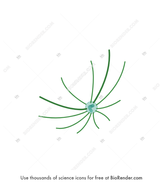 Free Spindle Apparatus, 4 Icons, Symbols & Images | BioRender