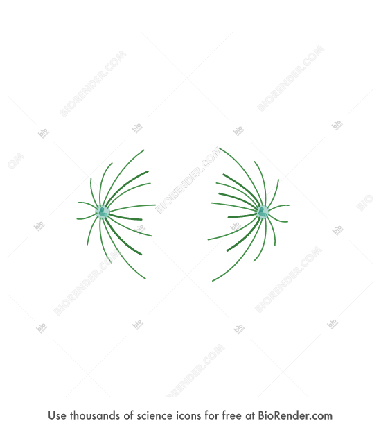 Free Spindle Apparatus, 6 Icons, Symbols & Images | BioRender