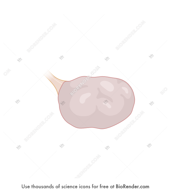 Free Ovary Icons, Symbols & Images | BioRender