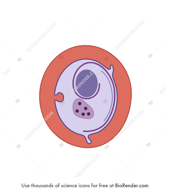 Free Plasmodium falciparum Gamete Stage 1 Icons, Symbols & Images ...