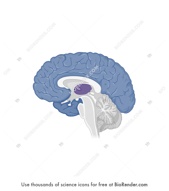 Free Brain (sagittal cut, thalamus and cortex) Icons, Symbols & Images ...