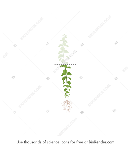 Free Black cottonwood (decapitated) Icons, Symbols & Images | BioRender