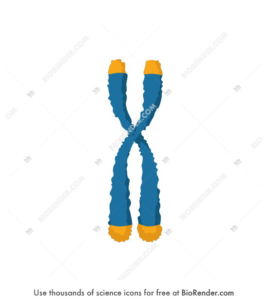 Free Chromosome (with telomeres 1) Icons, Symbols & Images | BioRender