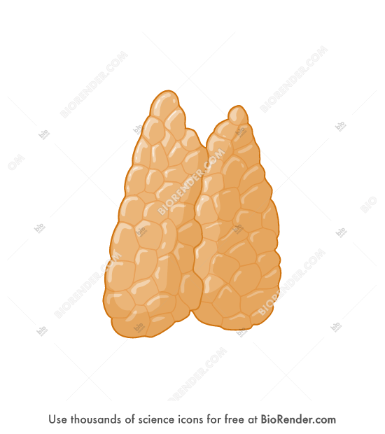 Free Thymus Icons, Symbols & Images | BioRender