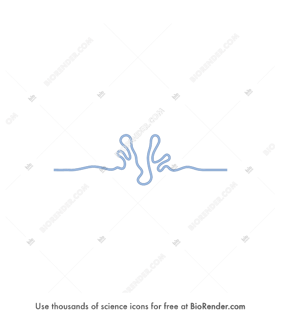 Free Ruffling membrane (bilayer) Icons, Symbols & Images | BioRender