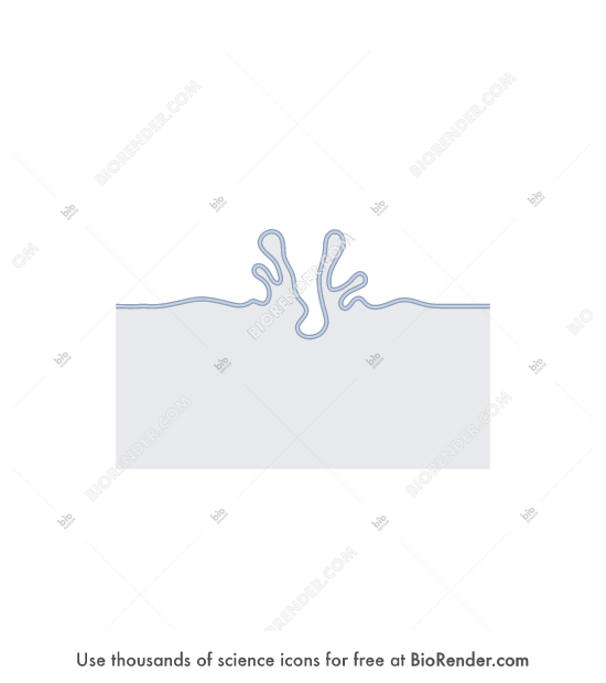 Free Ruffling membrane (bilayer, filled) Icons, Symbols & Images ...