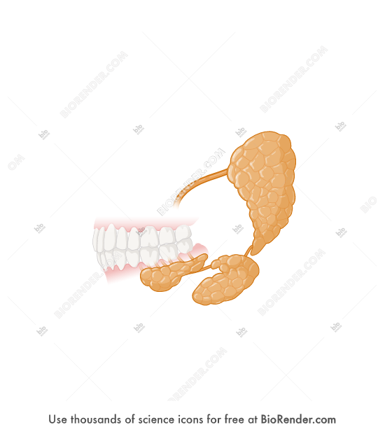 Free Salivary glands (with mouth) Icons, Symbols & Images | BioRender