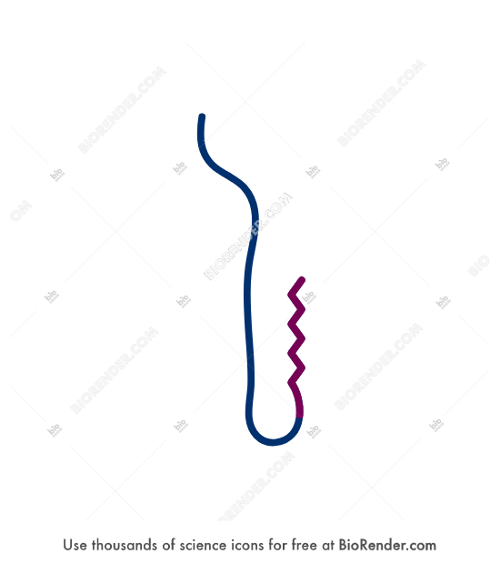 Free Polypeptide (with signal peptide) Icons, Symbols & Images | BioRender