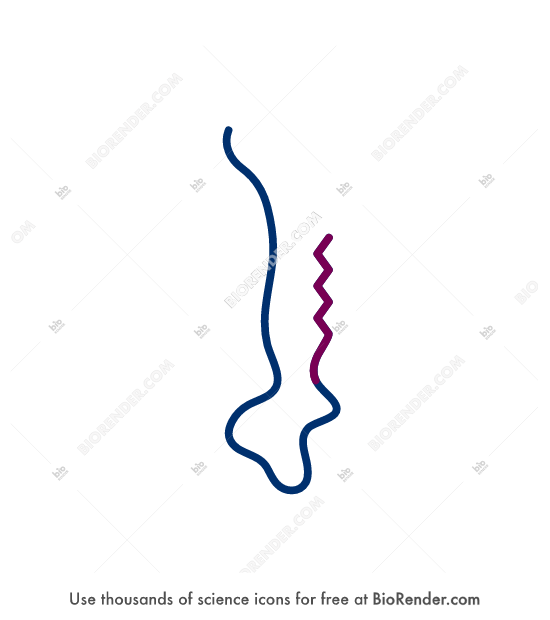 Free Polypeptide (with signal peptide) 2 Icons, Symbols & Images ...