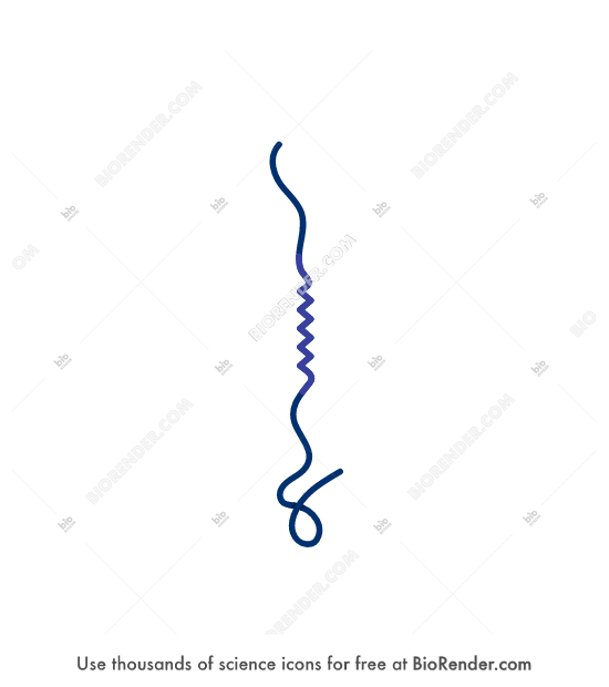 Free Polypeptide (transmembrane) Icons, Symbols & Images | BioRender
