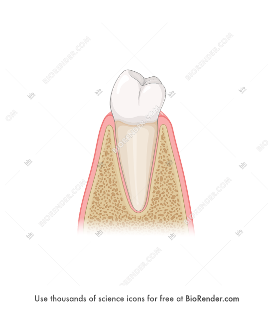 Free Tooth (premolar, healthy) Icons, Symbols & Images | BioRender