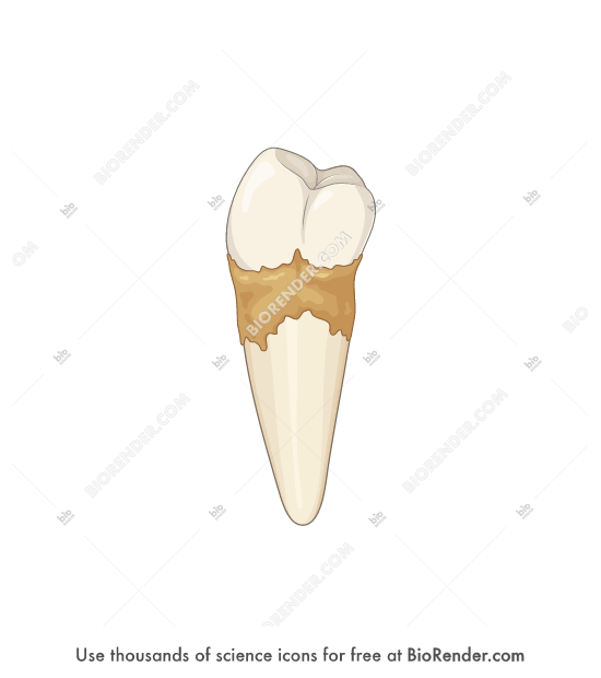 Free Tooth (premolar, periodontal disease, tooth only) Icons, Symbols ...