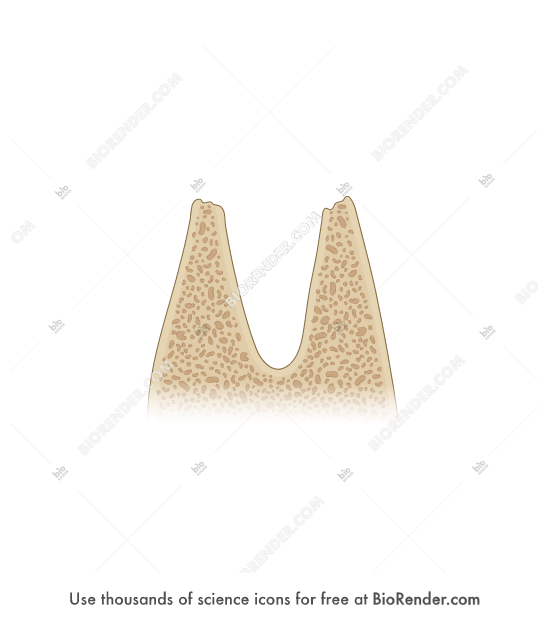 Free Tooth (premolar, bone, bone loss) Icons, Symbols & Images | BioRender