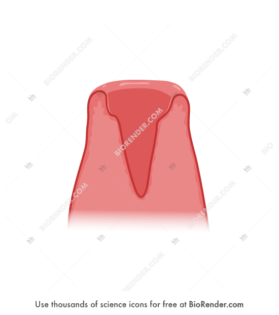 Free Tooth (premolar, gums, periodontal disease) Icons, Symbols ...