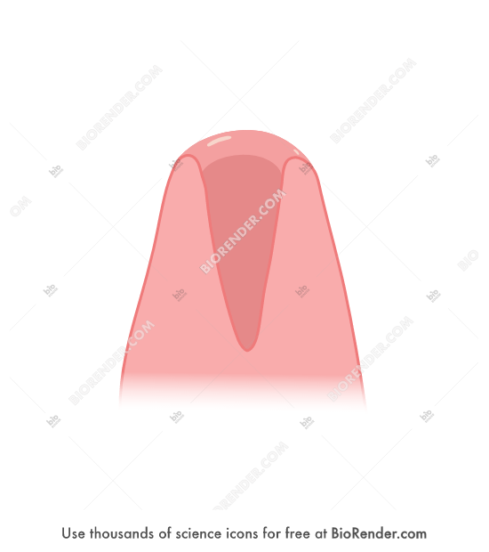 Free Tooth (premolar, gums, healthy) Icons, Symbols & Images | BioRender