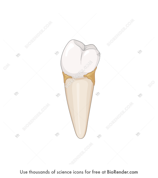 Free Tooth (premolar, gingivitis, tooth only) Icons, Symbols & Images ...