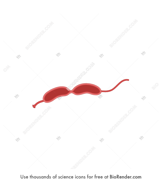 Free Caulobacter crescentus (pre-divisional stage) Icons, Symbols ...