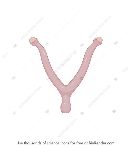 Free Mouse uterus Icons, Symbols & Images | BioRender