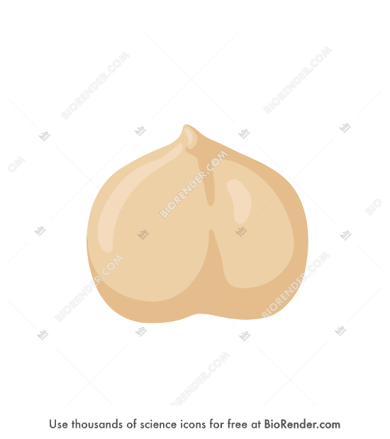 Free Chickpea Icons, Symbols & Images | BioRender