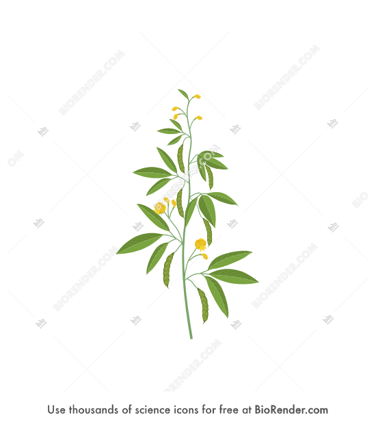 Free Pigeon Pea Icons, Symbols & Images | BioRender