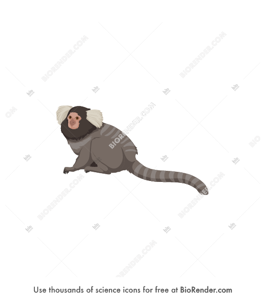 Free Common marmoset (Callithrix jacchus) Icons, Symbols & Images ...
