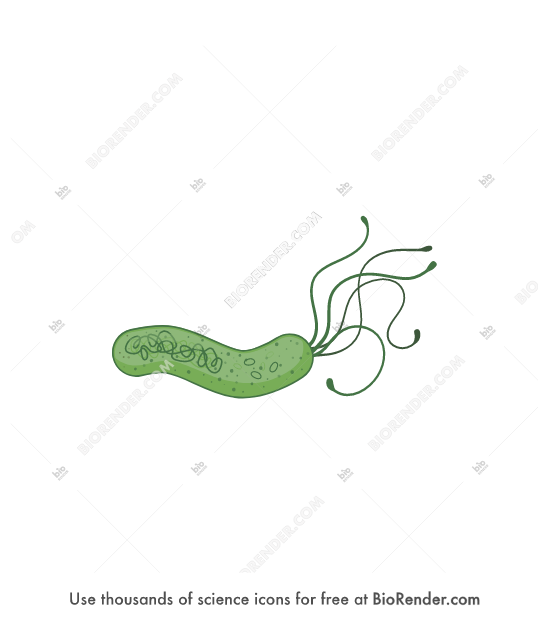Free Helicobacter pylori Icons, Symbols & Images | BioRender