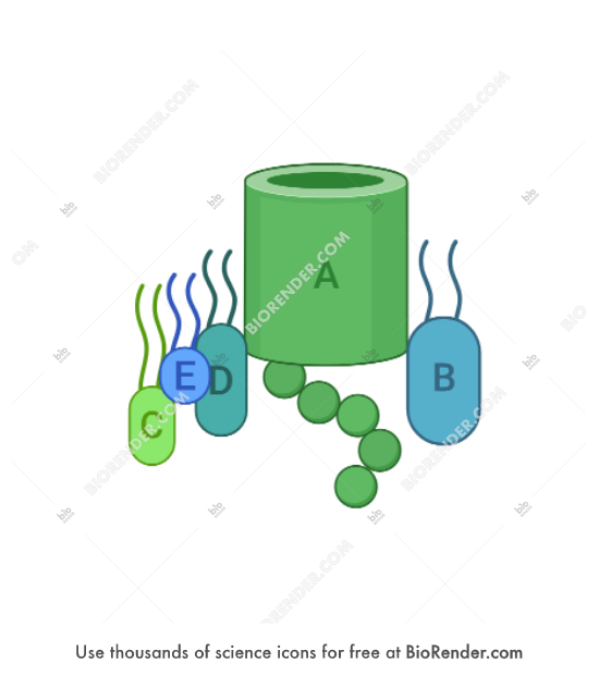 Free BAM complex Icons, Symbols & Images | BioRender