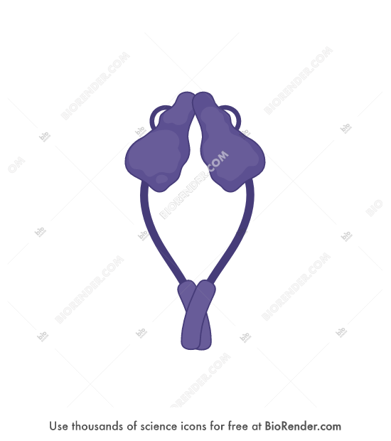 Free TGF-β latent complex (unfastened) Icons, Symbols & Images | BioRender