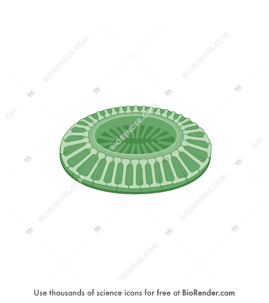 Free Emiliania huxleyi (coccolith) Icons, Symbols & Images | BioRender