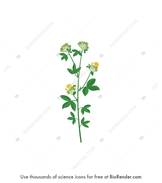 Free Stylosanthes capitata Icons, Symbols & Images | BioRender