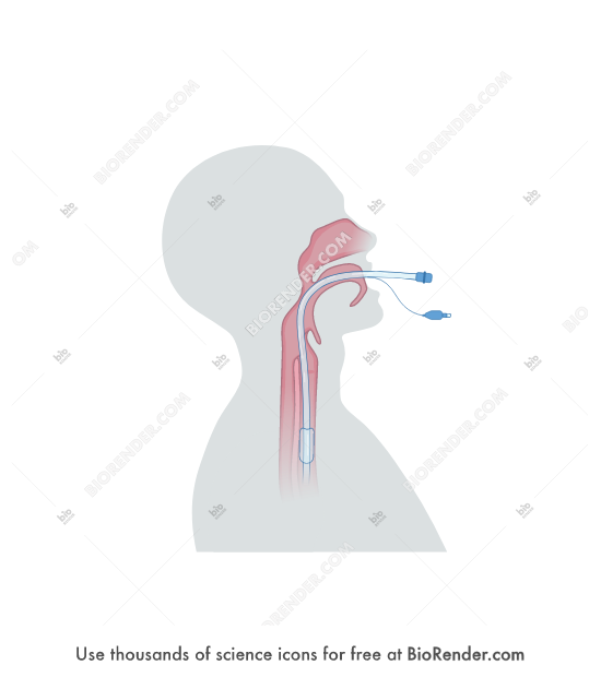 Free Tracheal tube (on body) Icons, Symbols & Images | BioRender