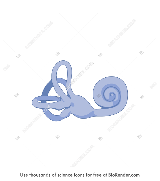 Free Inner ear (surface) Icons, Symbols & Images | BioRender