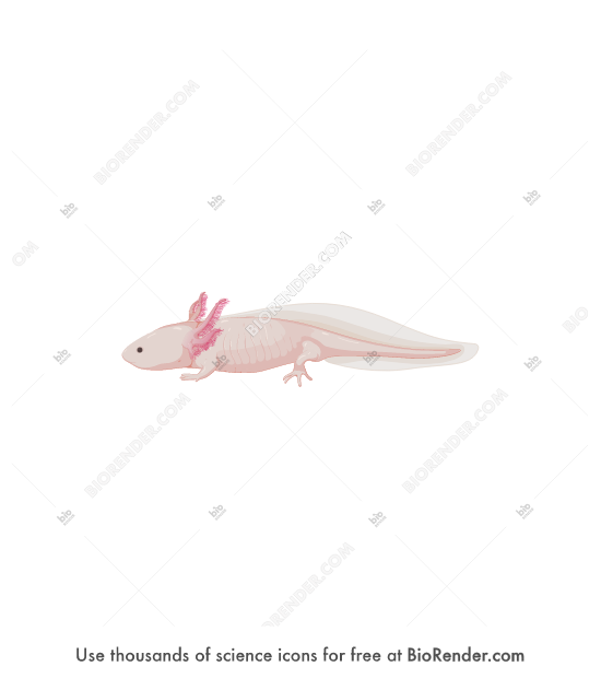 Free Axolotl (lateral) Icons, Symbols & Images | BioRender