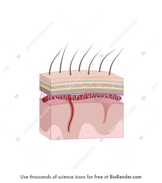 Free Meninges (cross section) Icons, Symbols & Images | BioRender