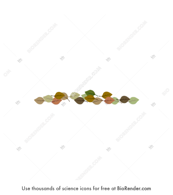 Free Leaf (litterfall) Icons, Symbols & Images | BioRender