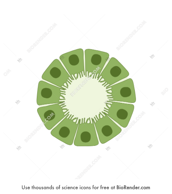 Free Bile duct Icons, Symbols & Images | BioRender