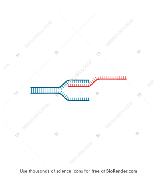 Free Transcription Icons, Symbols & Images | BioRender